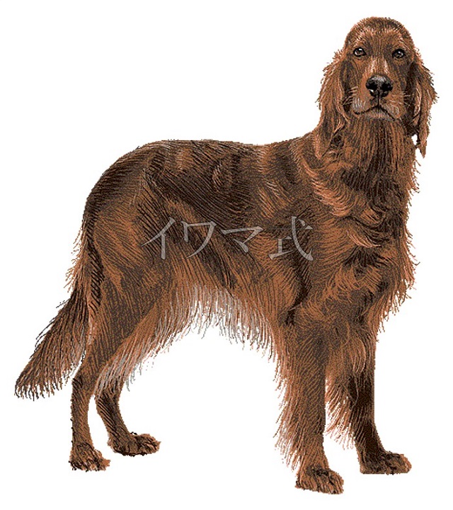 アイリッシュセッターの特徴（寿命や健康で長生きの秘訣）